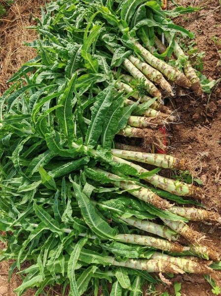 莴笋图片大全大图_莴笋怎么挑选最新鲜-第2张图片-山城妙识 莴笋图片大全大图_莴笋怎么挑选最新鲜-第2张图片-山城妙识