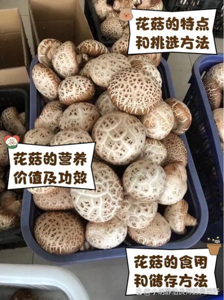 小花菇的功效与作用_小花菇怎么吃最营养-第2张图片-山城妙识 小花菇的功效与作用_小花菇怎么吃最营养-第2张图片-山城妙识