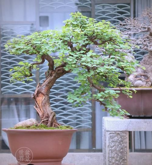 羊蹄甲盆景怎么养_羊蹄甲盆景修剪技巧-第3张图片-山城妙识 羊蹄甲盆景怎么养_羊蹄甲盆景修剪技巧-第3张图片-山城妙识