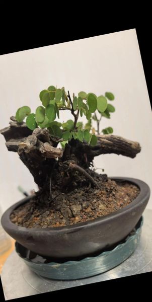 羊蹄甲盆景怎么养_羊蹄甲盆景修剪技巧-第2张图片-山城妙识 羊蹄甲盆景怎么养_羊蹄甲盆景修剪技巧-第2张图片-山城妙识