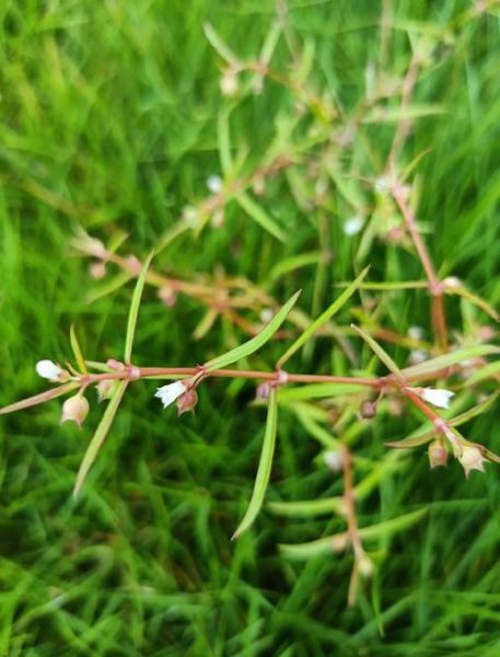 蛇舌草有几种图片_蛇舌草品种图片大全-第1张图片-山城妙识 蛇舌草有几种图片_蛇舌草品种图片大全-第1张图片-山城妙识