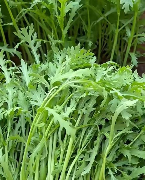 茼蒿什么人不能吃_茼蒿的禁忌有哪些-第2张图片-山城妙识 茼蒿什么人不能吃_茼蒿的禁忌有哪些-第2张图片-山城妙识