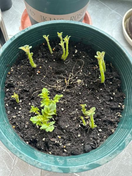 马铃薯怎么保存不发芽_马铃薯发芽了还能吃吗-第2张图片-山城妙识 马铃薯怎么保存不发芽_马铃薯发芽了还能吃吗-第2张图片-山城妙识