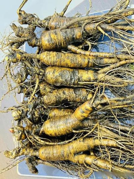 人参禁忌人群有哪些_十一类人不适宜吃人参-第2张图片-山城妙识 人参禁忌人群有哪些_十一类人不适宜吃人参-第2张图片-山城妙识