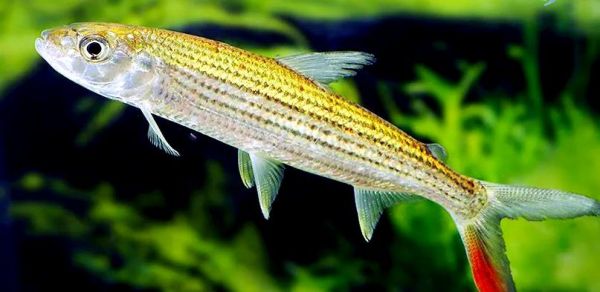 黄金猛鱼能长多大_黄金猛鱼怎么养-第1张图片-山城妙识 黄金猛鱼能长多大_黄金猛鱼怎么养-第1张图片-山城妙识