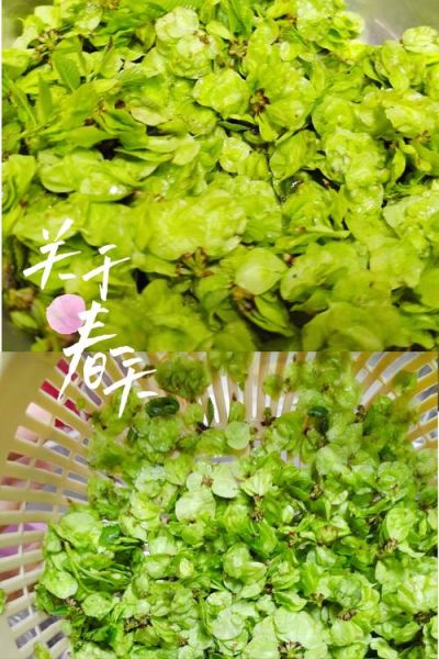 蒸榆钱的功效与作用_蒸榆钱怎么做才好吃-第1张图片-山城妙识 蒸榆钱的功效与作用_蒸榆钱怎么做才好吃-第1张图片-山城妙识