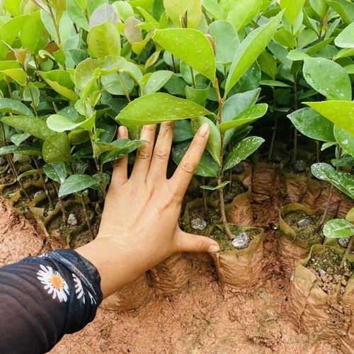 油茶树苗多少钱一棵_油茶树苗价格影响因素-第2张图片-山城妙识 油茶树苗多少钱一棵_油茶树苗价格影响因素-第2张图片-山城妙识