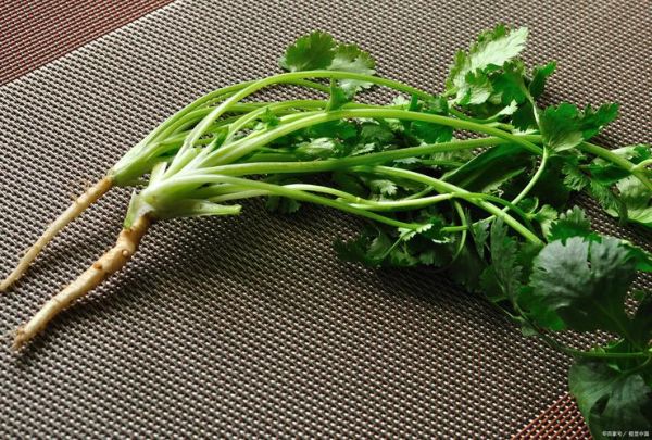 芫荽图片大全大图_芫荽长什么样-第2张图片-山城妙识 芫荽图片大全大图_芫荽长什么样-第2张图片-山城妙识