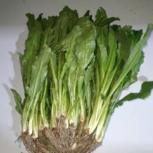 芫荽图片大全大图_芫荽长什么样-第1张图片-山城妙识 芫荽图片大全大图_芫荽长什么样-第1张图片-山城妙识