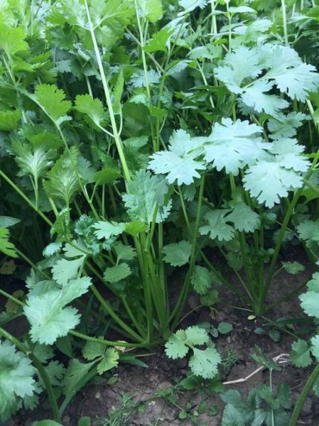 芫荽图片大全大图_芫荽长什么样-第3张图片-山城妙识 芫荽图片大全大图_芫荽长什么样-第3张图片-山城妙识