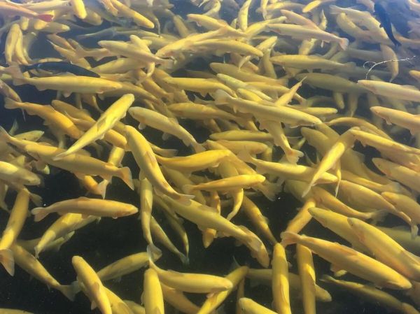 金鳟鱼养殖条件_金鳟鱼养殖利润怎么样-第1张图片-山城妙识 金鳟鱼养殖条件_金鳟鱼养殖利润怎么样-第1张图片-山城妙识