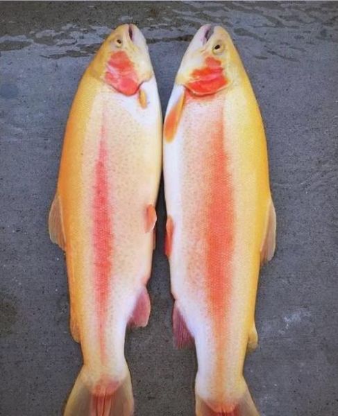 金鳟鱼养殖条件_金鳟鱼养殖利润怎么样-第2张图片-山城妙识 金鳟鱼养殖条件_金鳟鱼养殖利润怎么样-第2张图片-山城妙识