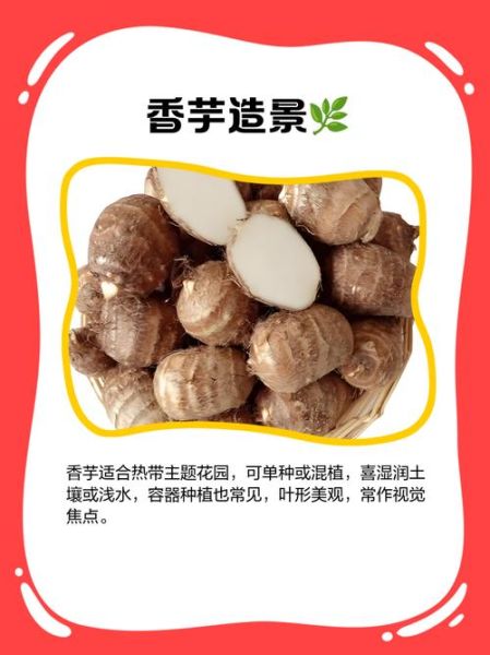香芋的功效与作用_香芋怎么吃最健康-第3张图片-山城妙识 香芋的功效与作用_香芋怎么吃最健康-第3张图片-山城妙识