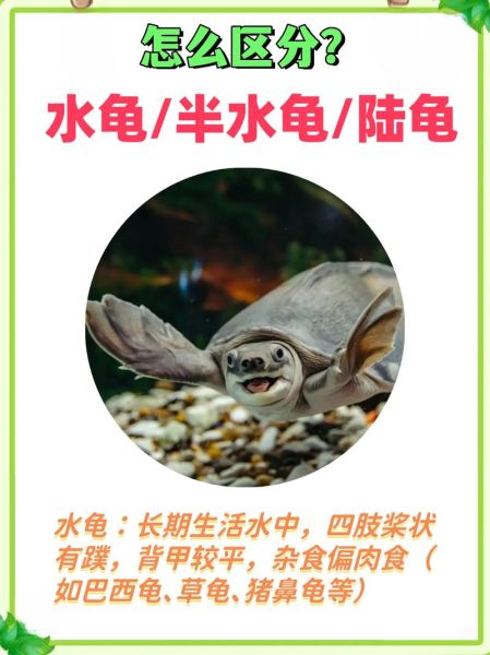 50种常见观赏龟图片_如何挑选适合新手的水龟与半水龟-第1张图片-山城妙识 50种常见观赏龟图片_如何挑选适合新手的水龟与半水龟-第1张图片-山城妙识