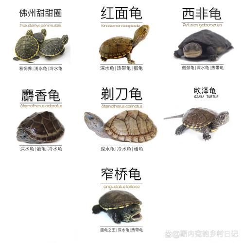 50种常见观赏龟图片_如何挑选适合新手的水龟与半水龟-第2张图片-山城妙识 50种常见观赏龟图片_如何挑选适合新手的水龟与半水龟-第2张图片-山城妙识