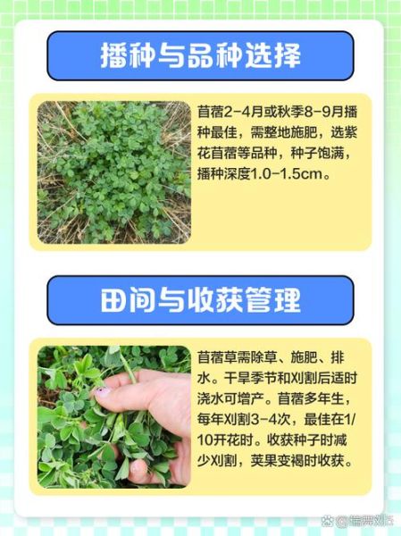 苜蓿草什么时候种_苜蓿草怎么种-第1张图片-山城妙识 苜蓿草什么时候种_苜蓿草怎么种-第1张图片-山城妙识