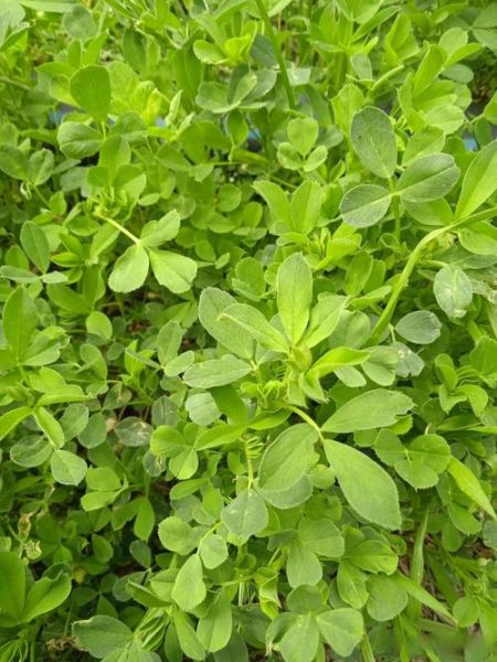 苜蓿草什么时候种_苜蓿草怎么种-第3张图片-山城妙识 苜蓿草什么时候种_苜蓿草怎么种-第3张图片-山城妙识