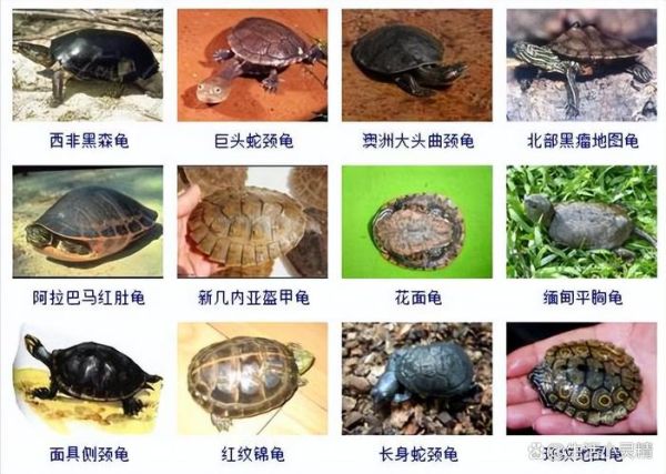 50种常见观赏龟图片_如何挑选适合新手的水龟与半水龟-第3张图片-山城妙识 50种常见观赏龟图片_如何挑选适合新手的水龟与半水龟-第3张图片-山城妙识