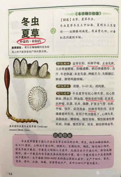 冬虫夏草的功效与作用_冬虫夏草的主治有哪些-第3张图片-山城妙识