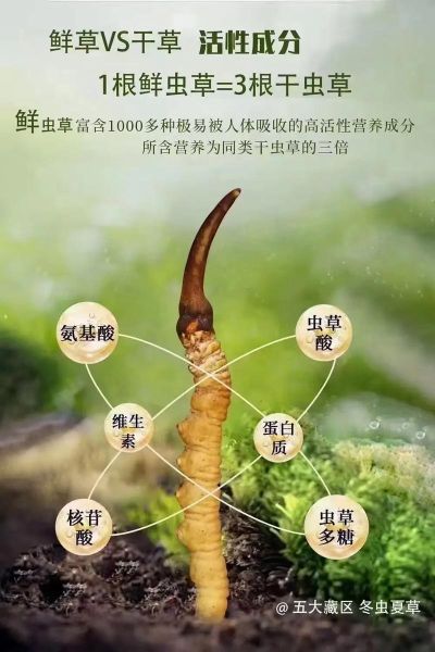 冬虫夏草的功效与作用_冬虫夏草的主治有哪些-第1张图片-山城妙识