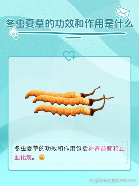 冬虫夏草的功效与作用_冬虫夏草的主治有哪些-第2张图片-山城妙识