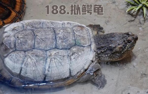 真鳄龟vs拟鳄龟区别_哪个更适合新手养-第1张图片-山城妙识 真鳄龟vs拟鳄龟区别_哪个更适合新手养-第1张图片-山城妙识