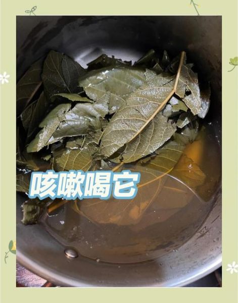 枇杷叶煮水孕妇可以喝吗_枇杷叶水对胎儿有影响吗-第1张图片-山城妙识 枇杷叶煮水孕妇可以喝吗_枇杷叶水对胎儿有影响吗-第1张图片-山城妙识