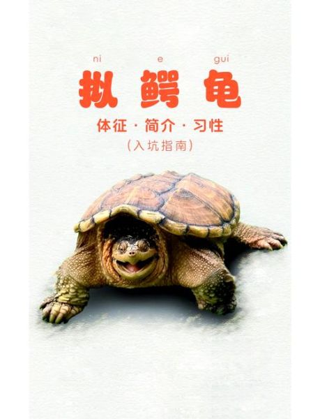 真鳄龟vs拟鳄龟区别_哪个更适合新手养-第2张图片-山城妙识 真鳄龟vs拟鳄龟区别_哪个更适合新手养-第2张图片-山城妙识