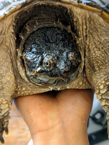 真鳄龟vs拟鳄龟区别_哪个更适合新手养-第3张图片-山城妙识 真鳄龟vs拟鳄龟区别_哪个更适合新手养-第3张图片-山城妙识