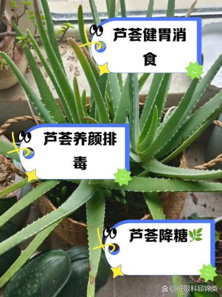 芦荟怎么吃_芦荟可以生吃吗-第1张图片-山城妙识 芦荟怎么吃_芦荟可以生吃吗-第1张图片-山城妙识