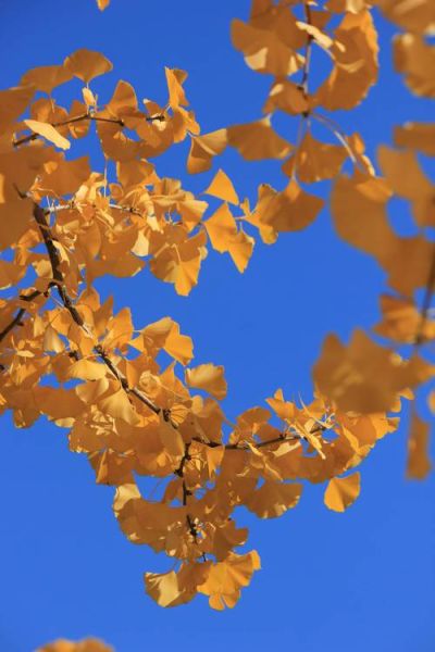 秋天景色图片哪里找_唯美图片怎么拍-第2张图片-山城妙识 秋天景色图片哪里找_唯美图片怎么拍-第2张图片-山城妙识