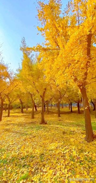 秋天景色图片哪里找_唯美图片怎么拍-第3张图片-山城妙识 秋天景色图片哪里找_唯美图片怎么拍-第3张图片-山城妙识