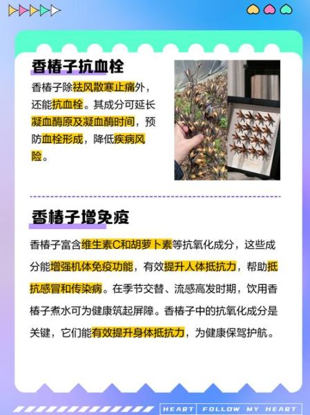 香椿籽泡水喝的功效_香椿籽泡水能天天喝吗-第1张图片-山城妙识 香椿籽泡水喝的功效_香椿籽泡水能天天喝吗-第1张图片-山城妙识