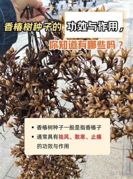 香椿籽泡水喝的功效_香椿籽泡水能天天喝吗-第3张图片-山城妙识 香椿籽泡水喝的功效_香椿籽泡水能天天喝吗-第3张图片-山城妙识