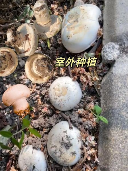 双孢蘑菇怎么清洗_双孢蘑菇清洗技巧-第1张图片-山城妙识 双孢蘑菇怎么清洗_双孢蘑菇清洗技巧-第1张图片-山城妙识