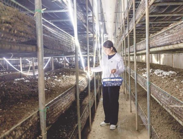 双孢蘑菇怎么清洗_双孢蘑菇清洗技巧-第3张图片-山城妙识 双孢蘑菇怎么清洗_双孢蘑菇清洗技巧-第3张图片-山城妙识