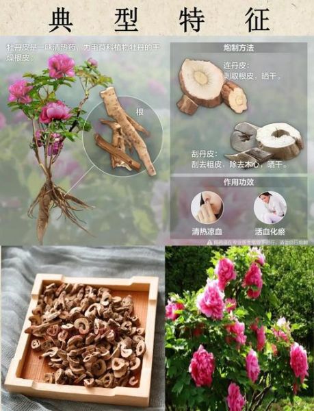 丹皮的功效与作用及用量_丹皮一天吃多少克合适-第1张图片-山城妙识 丹皮的功效与作用及用量_丹皮一天吃多少克合适-第1张图片-山城妙识