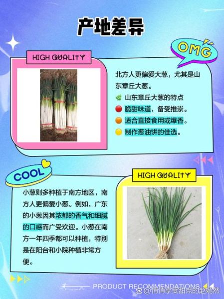 大葱和小葱有什么区别_哪个更香更好吃-第1张图片-山城妙识 大葱和小葱有什么区别_哪个更香更好吃-第1张图片-山城妙识