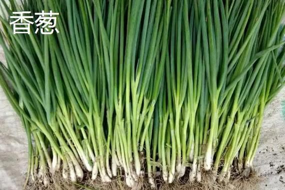 大葱和小葱有什么区别_哪个更香更好吃-第3张图片-山城妙识 大葱和小葱有什么区别_哪个更香更好吃-第3张图片-山城妙识
