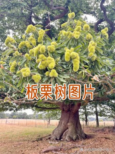 野板栗树长什么样_野板栗树图片怎么辨认-第1张图片-山城妙识 野板栗树长什么样_野板栗树图片怎么辨认-第1张图片-山城妙识