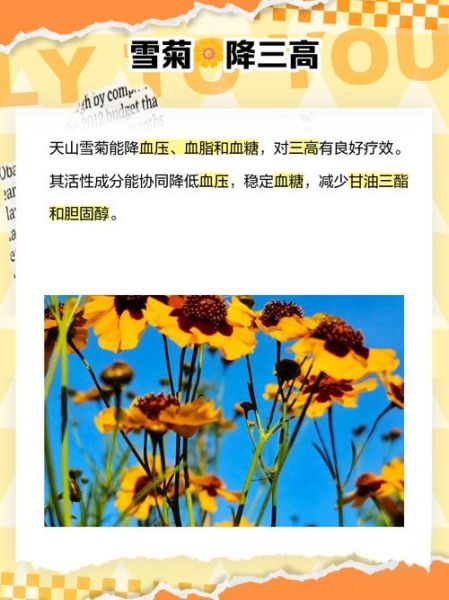 冰山雪菊的功效与作用_冰山雪菊能降血压吗-第3张图片-山城妙识 冰山雪菊的功效与作用_冰山雪菊能降血压吗-第3张图片-山城妙识