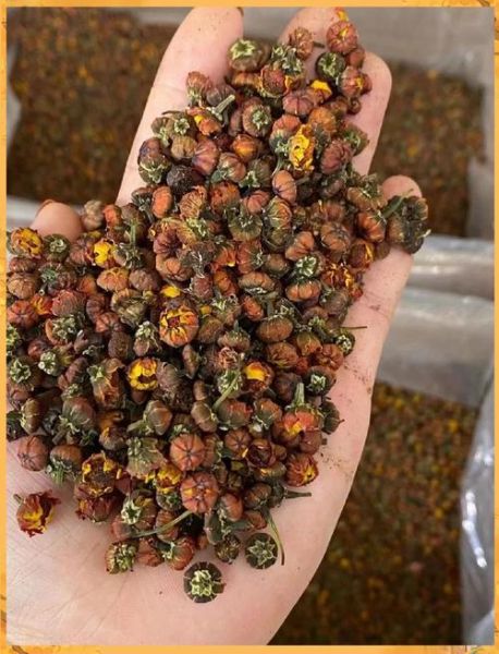 冰山雪菊的功效与作用_冰山雪菊能降血压吗-第2张图片-山城妙识 冰山雪菊的功效与作用_冰山雪菊能降血压吗-第2张图片-山城妙识