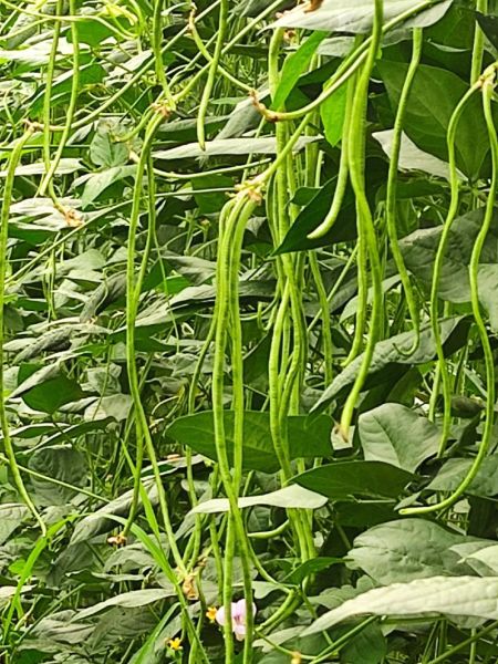 豇豆品种怎么选_高产豇豆哪个品种好-第3张图片-山城妙识 豇豆品种怎么选_高产豇豆哪个品种好-第3张图片-山城妙识