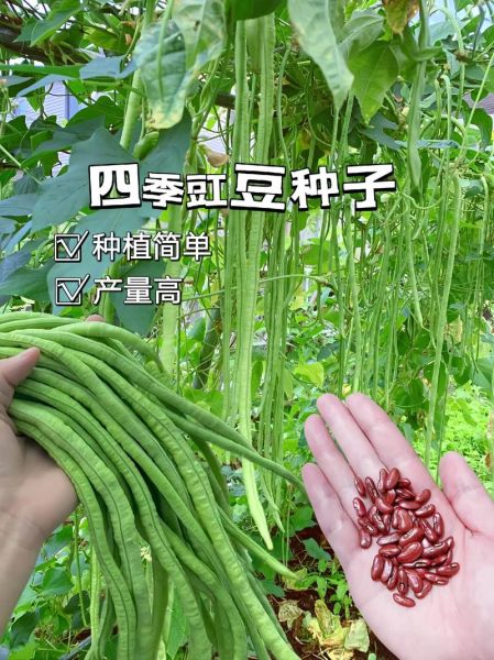 豇豆品种怎么选_高产豇豆哪个品种好-第2张图片-山城妙识 豇豆品种怎么选_高产豇豆哪个品种好-第2张图片-山城妙识
