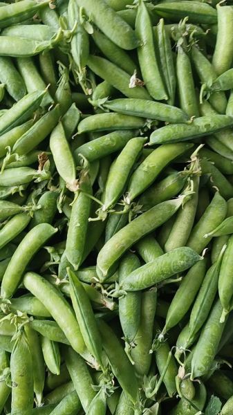 豌豆图片怎么拍好看_豌豆图片拍摄技巧-第2张图片-山城妙识 豌豆图片怎么拍好看_豌豆图片拍摄技巧-第2张图片-山城妙识