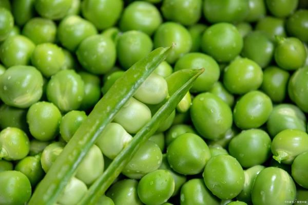 豌豆图片怎么拍好看_豌豆图片拍摄技巧-第1张图片-山城妙识 豌豆图片怎么拍好看_豌豆图片拍摄技巧-第1张图片-山城妙识