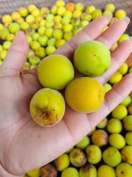 新鲜乌梅多少钱一斤_如何挑选优质乌梅-第1张图片-山城妙识 新鲜乌梅多少钱一斤_如何挑选优质乌梅-第1张图片-山城妙识