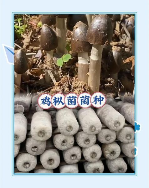 鸡枞菌种植视频_如何在家种出高产鸡枞菌-第1张图片-山城妙识 鸡枞菌种植视频_如何在家种出高产鸡枞菌-第1张图片-山城妙识
