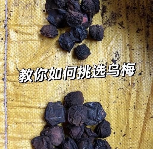 新鲜乌梅多少钱一斤_如何挑选优质乌梅-第2张图片-山城妙识 新鲜乌梅多少钱一斤_如何挑选优质乌梅-第2张图片-山城妙识