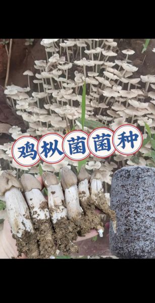 鸡枞菌种植视频_如何在家种出高产鸡枞菌-第2张图片-山城妙识 鸡枞菌种植视频_如何在家种出高产鸡枞菌-第2张图片-山城妙识